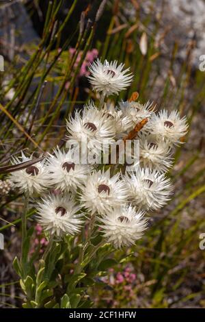 Cape snow, Everlasting Snow (Syncarpha vestita Stock Photo - Alamy