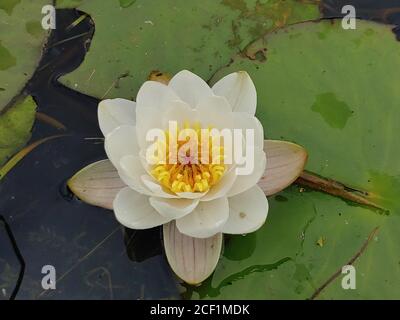 Closeup shot of a stigma of a lotus flower Stock Photo - Alamy
