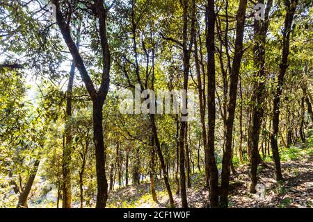 Bir Village from a high trekking point in Himachal Pradesh, India. Bir ...