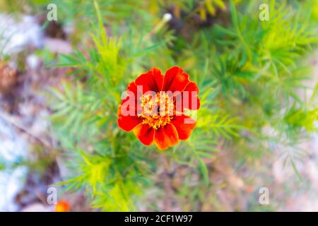 Bir Village from a high trekking point in Himachal Pradesh, India. Bir ...