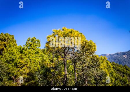 Bir Village from a high trekking point in Himachal Pradesh, India. Bir ...