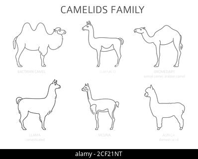 Camelids family collection. Camels and llama infographic design. Vector ...