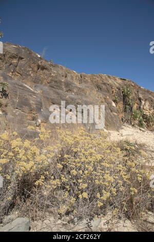 Macela Medicinal Plant in the Stone Hills in Brazil Stock Photo - Alamy