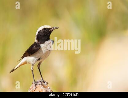 Mourning Wheatear bird Oenanthe lugens Stock Photo - Alamy