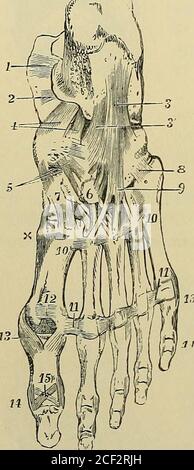 . Quain's Elements of anatomy. ligament of the ankle-joint ; 6 ...