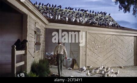 Rod Taylor / The Birds / 1963 directed by Alfred Hitchcock [Universal ...