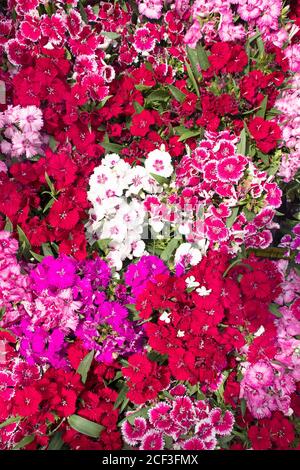 Carnation in different colors with leaves seen up close Stock Photo - Alamy
