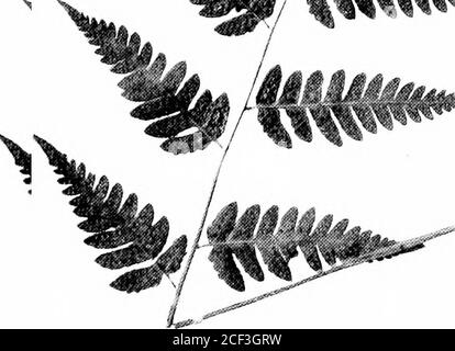 crested wood fern, gray crested shield fern, narrow swamp fern, crested ...