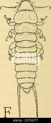 Smithsonian miscellaneous collections . Fig. -Examples of hymenopterous ...