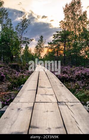Wooden pathway through a heather landscape near Braderup on the island ...