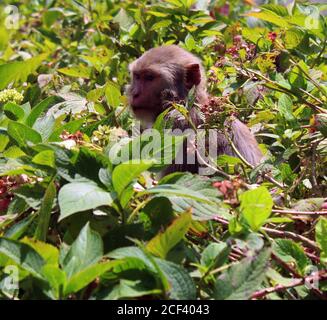 Monkey sitting among the bushes Stock Photo - Alamy