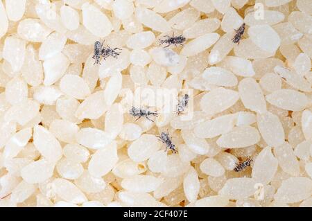 Weevil Insects eat rice grain. Pests in the kitchen Stock Photo - Alamy