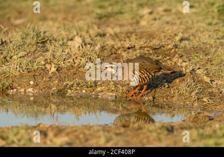 Red legged french partridge alectoris rufa Stock Photo - Alamy