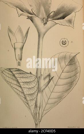 Wallace map archipelago Stock Photo - Alamy