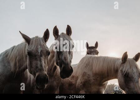 Funny horses on meadow Stock Photo - Alamy