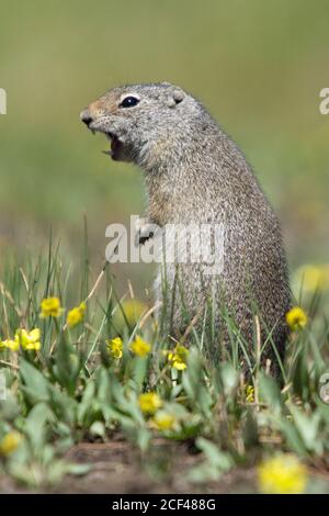 Uinta Ground Squirrel (Urocitellus armatus) among Mountain Bluebell ...