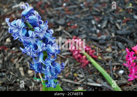 Hyacinth flower dying and rotting in the fall Stock Photo - Alamy
