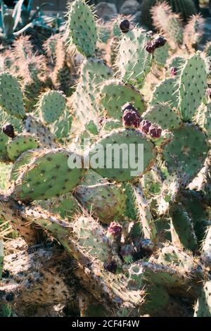 A close-up view of a tall, spiky plant featuring elongated green leaves ...