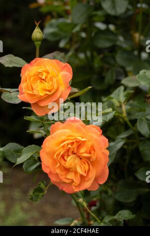 Rosa Our Jane, natural garden plant portrait Stock Photo - Alamy