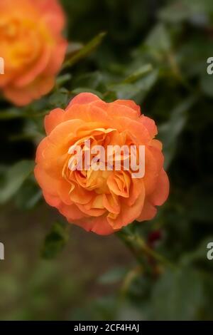 Rosa Our Jane, natural garden plant portrait Stock Photo - Alamy