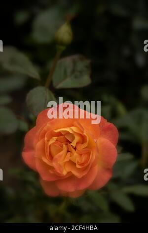 Rosa Our Jane, natural garden plant portrait Stock Photo - Alamy