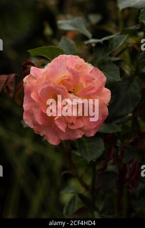 Rosa Our Jane, natural garden plant portrait Stock Photo - Alamy