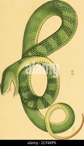 . Met een verhandeling over de verschijnselen en over de behandeling ...