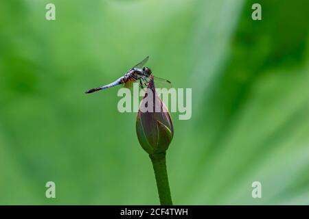 Close up shot of a Blue dasher resting at Las Vegas, Nevada Stock Photo ...