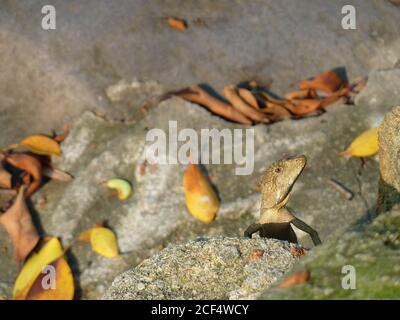 Close up shot of Lizard at Taipei, Taiwan Stock Photo - Alamy