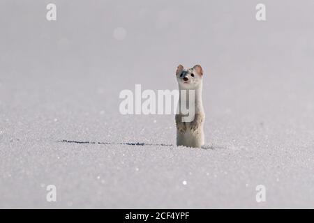 Weasel in snow Stock Photo - Alamy