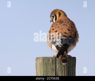 American Kestrel, Sparrow Hawk, female (Falco sparverius), E USA, by ...
