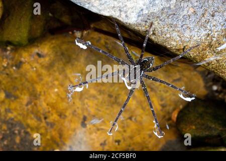 Female Giant Water Spider (Megadolomedes australianus) on water surface ...
