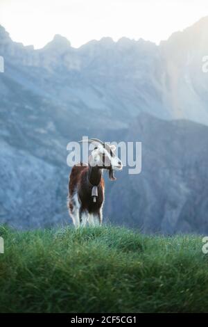 Goat grazing on meadow in Pyrenees mountains Stock Photo - Alamy