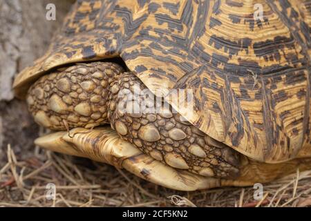 Leopard Tortoise (Stigmochelys pardalis). Dorsal view of carapace ...