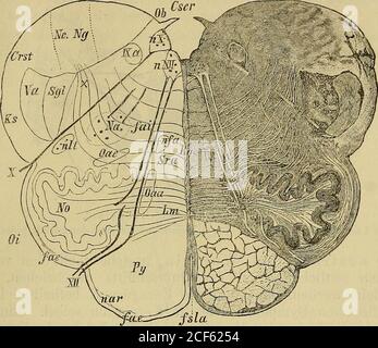 . Diagnostik der Krankheiten des Nervensystems : eine Anleitung zur ...