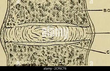 . Quain's Elements of anatomy. n. Between it and the lower jaw are ...