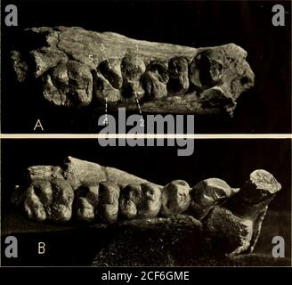 . Guide leaflet. Fig. 12. Left Lower Cheek Teeth of Fossil Anthropoid ...