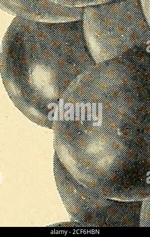 . [Fruit culture]. Fig. 27 § 13 24909. Fig. 28 Stock Photo - Alamy
