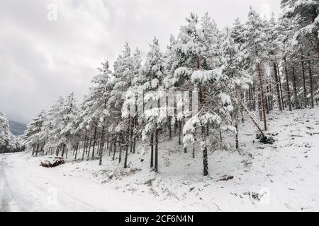Empty country road in the snowy forest. Beautiful winter scene with ...