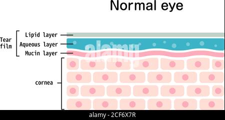 Cross section of normal eye surface. flat vector illustration (Japanese ...