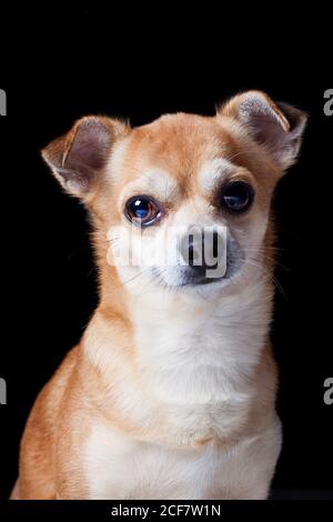 Amazing dog staring at camera Stock Photo - Alamy
