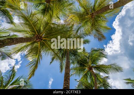 Coconut trees over bright blue sky Stock Photo - Alamy