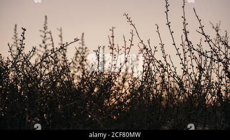 Green Grass Growing on the Field Stock Photo - Alamy