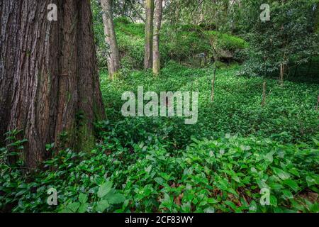 Fantastic forest in the Galician mythological mountains, Spain Stock ...