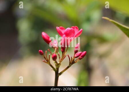 red champa flower laos national flower dok champa laos Stock Photo - Alamy