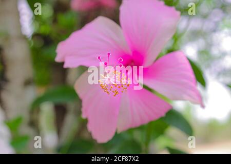 Hibiscus flower, Malaysia national flower, Bunga Raya Stock Photo - Alamy