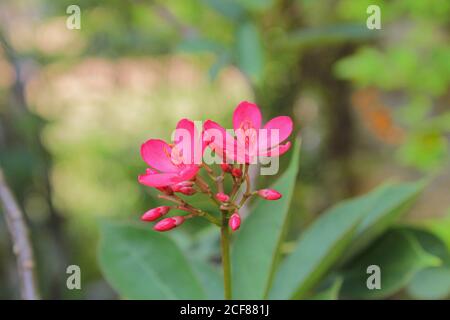red champa flower laos national flower dok champa laos Stock Photo - Alamy
