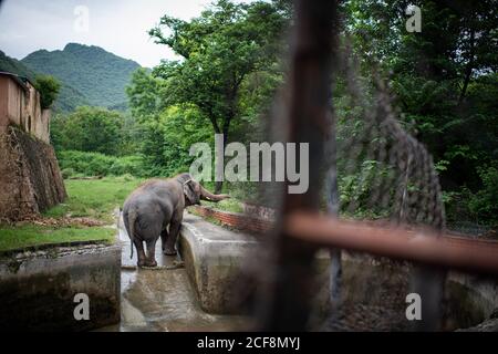 04 September 2020, Pakistan, Islamabad: An elephant named Kaavan is ...