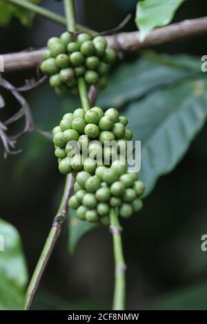 Coffee plantation tree, Kerala, India, Asia Stock Photo - Alamy