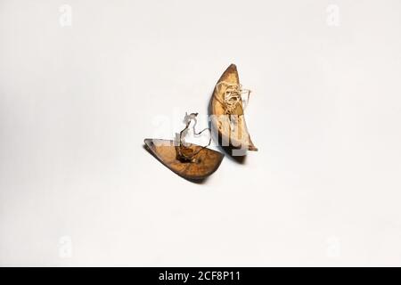 PANIYAN TRIBE, Traditional Tribal Musical Instrument, Thudi Sticks ...